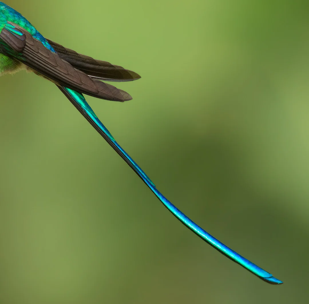 JESS FINDLAY PHOTOGRAPHY — The 15 Most Spectacular Hummingbirds!