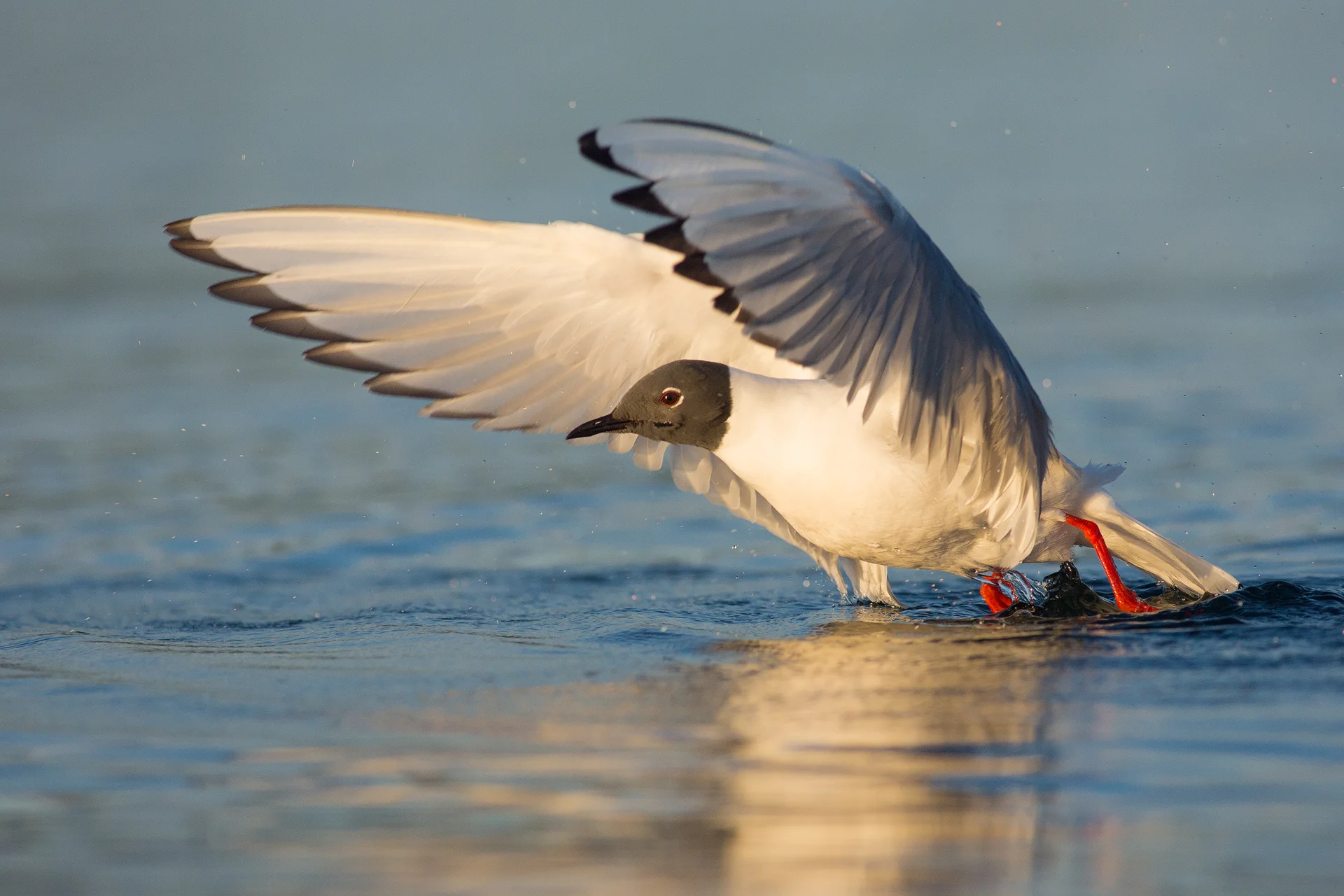 JESS FINDLAY PHOTOGRAPHY — Ultimate Loons Workshop