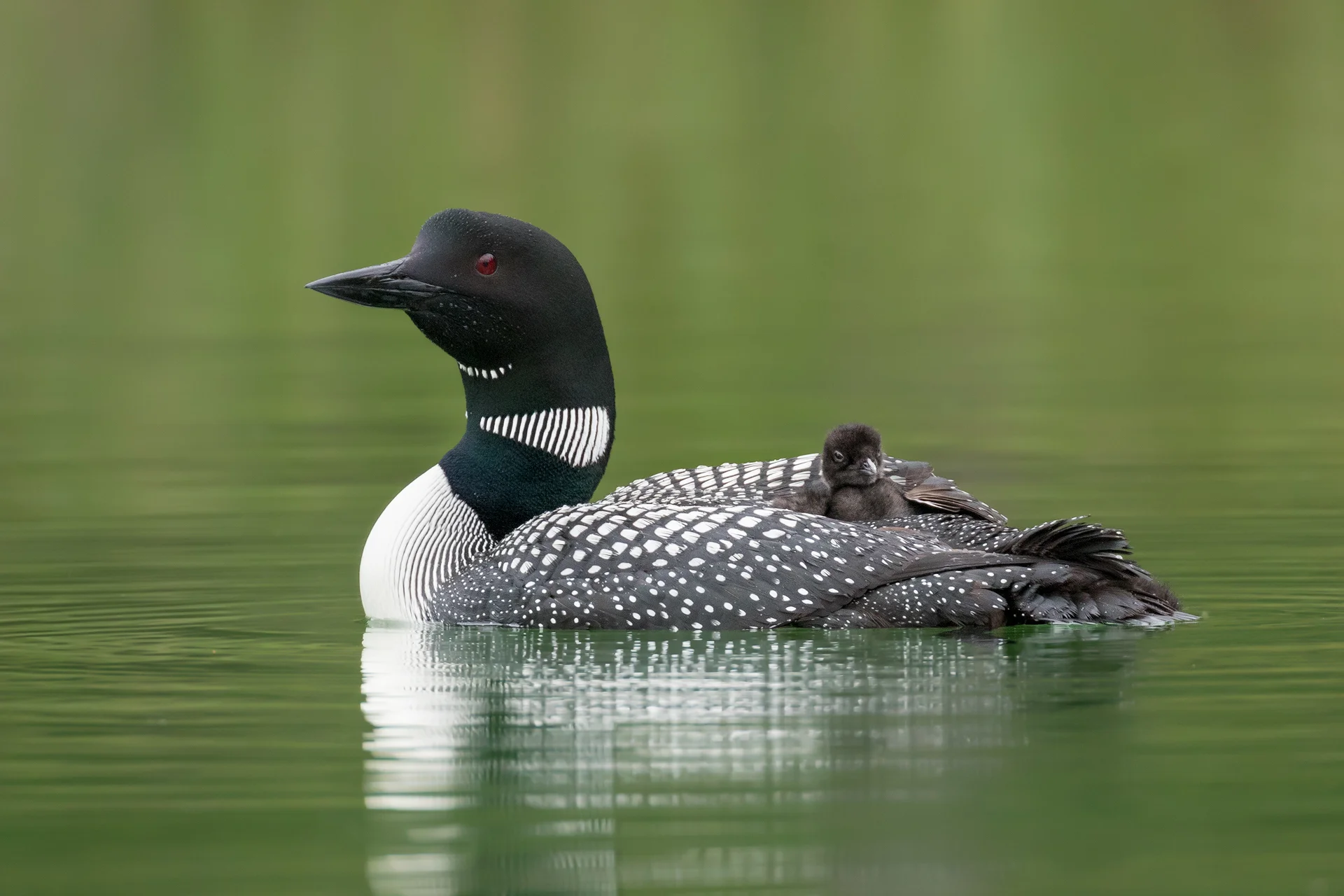 JESS FINDLAY PHOTOGRAPHY — Ultimate Loons Workshop