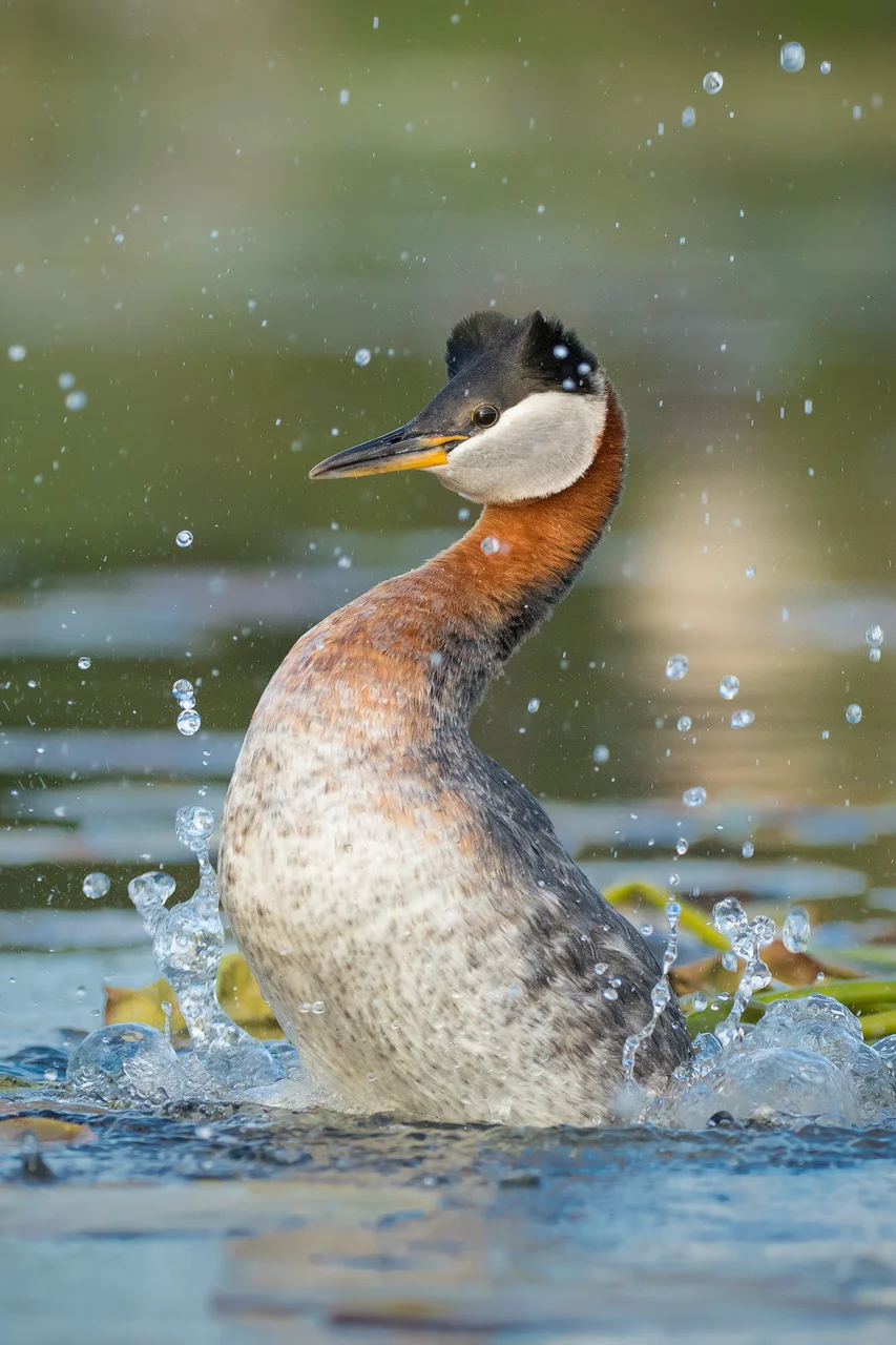 JESS FINDLAY PHOTOGRAPHY — Ultimate Loons Workshop