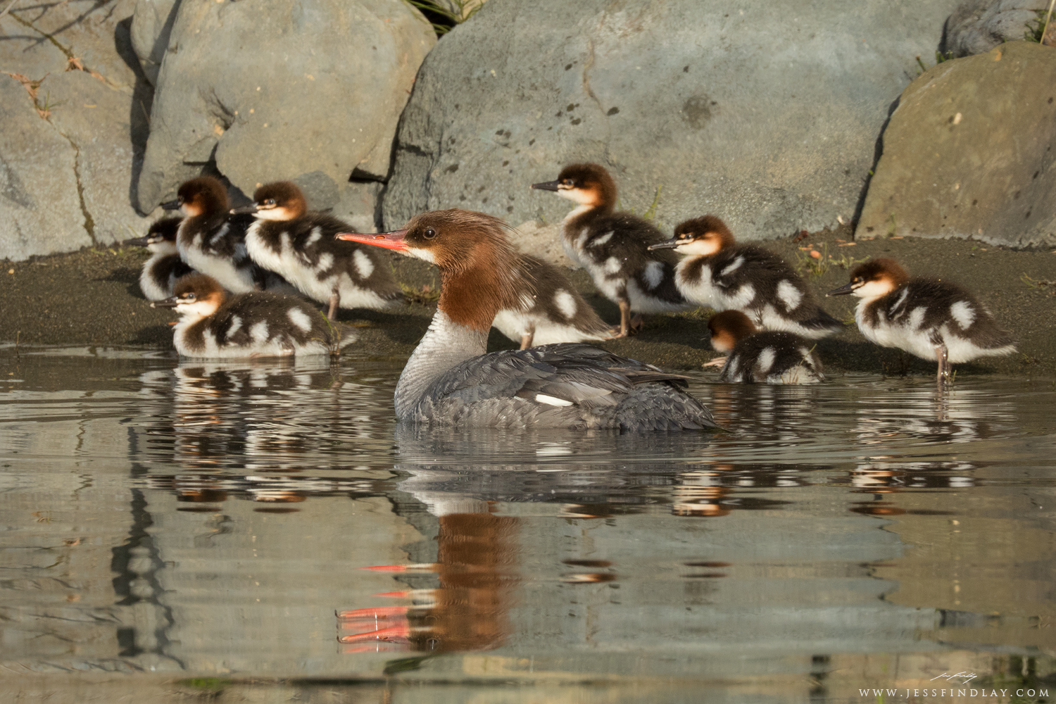 JESS FINDLAY PHOTOGRAPHY — Ultimate Loons Workshop