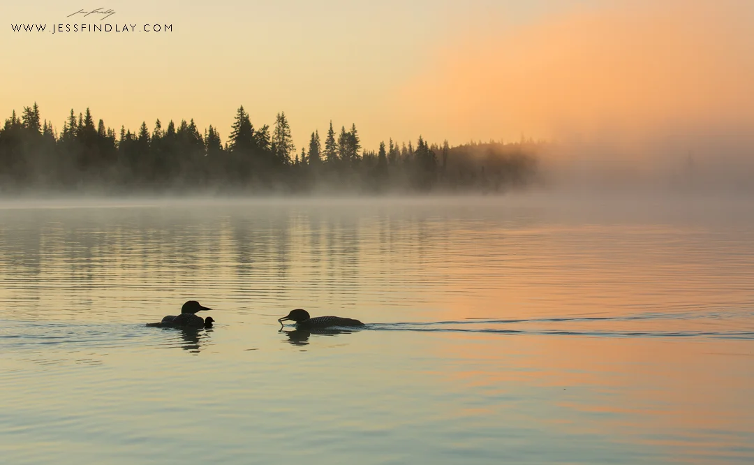 JESS FINDLAY PHOTOGRAPHY — Ultimate Loons Workshop