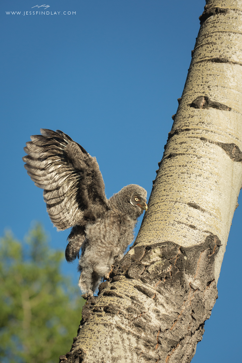 JESS FINDLAY PHOTOGRAPHY — Ultimate Loons Workshop