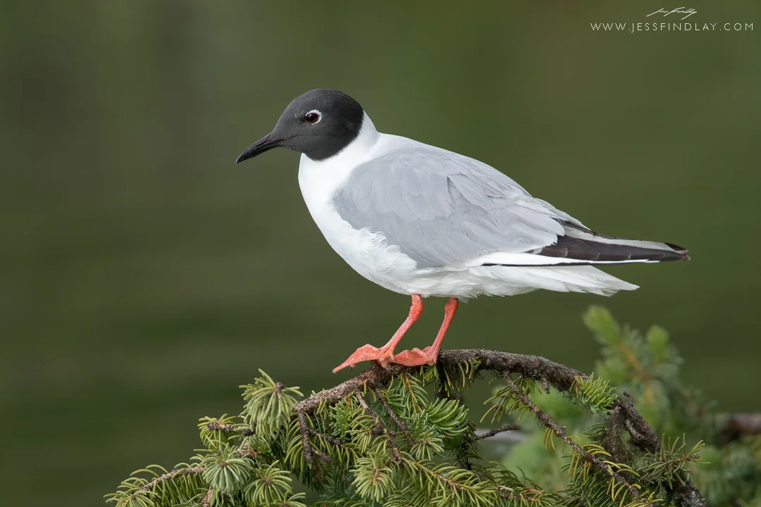 JESS FINDLAY PHOTOGRAPHY — Ultimate Loons Workshop