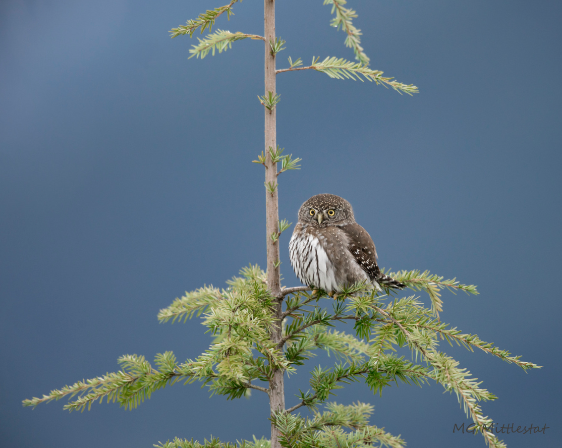 JESS FINDLAY PHOTOGRAPHY — Winter Birds of Vancouver Workshop