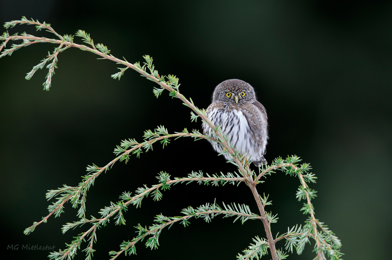 JESS FINDLAY PHOTOGRAPHY — Winter Birds of Vancouver Workshop