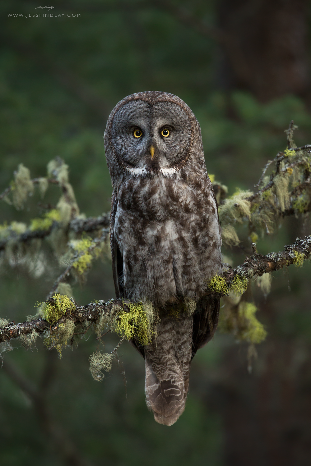 JESS FINDLAY PHOTOGRAPHY — Ultimate Loons Workshop