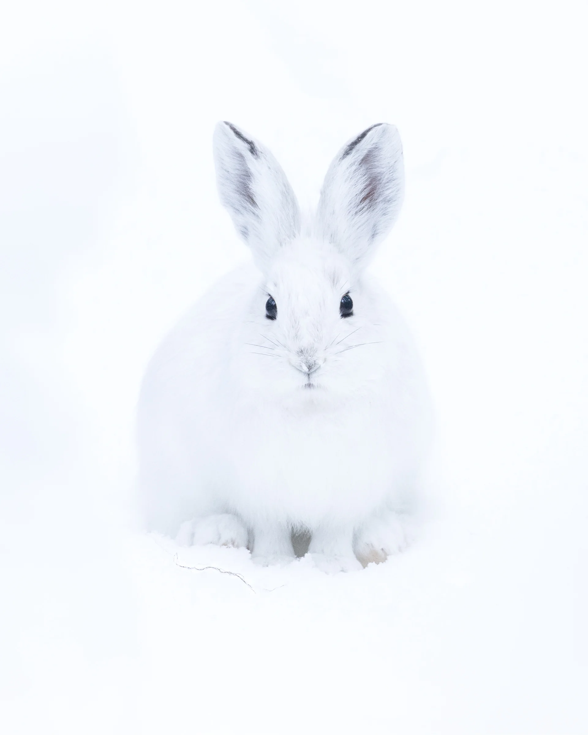 JESS FINDLAY PHOTOGRAPHY — Become a Better Wildlife Photographer ...