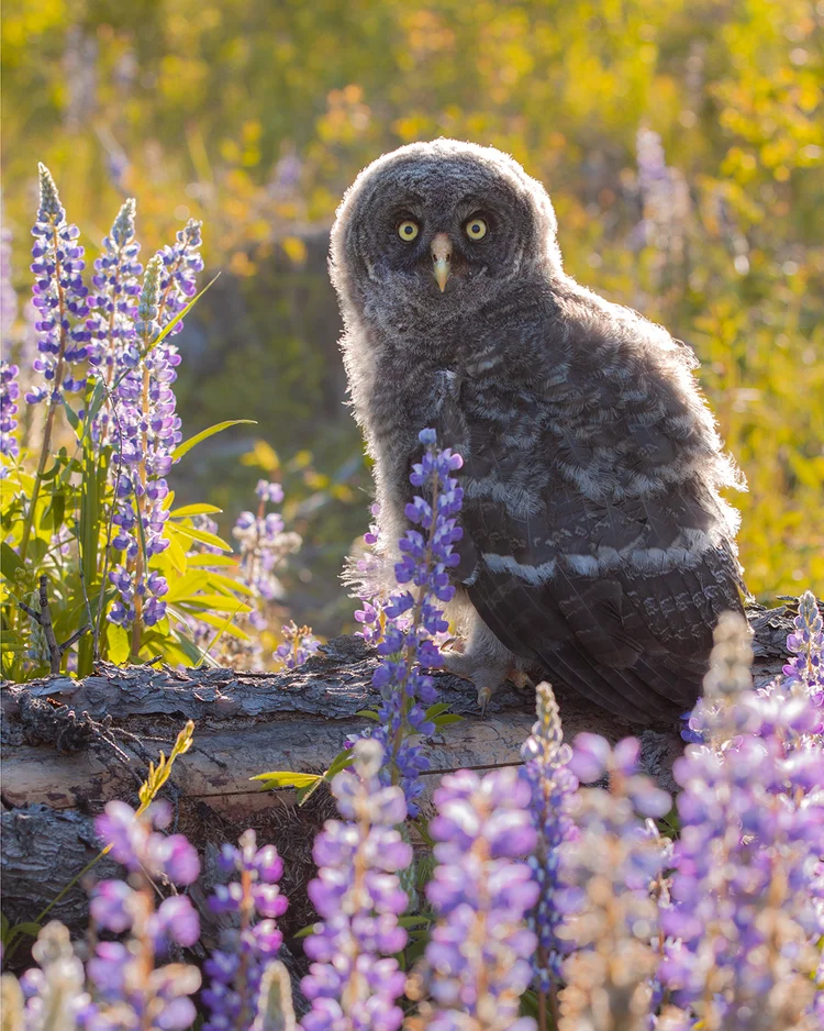 JESS FINDLAY PHOTOGRAPHY — Become a Better Wildlife Photographer ...