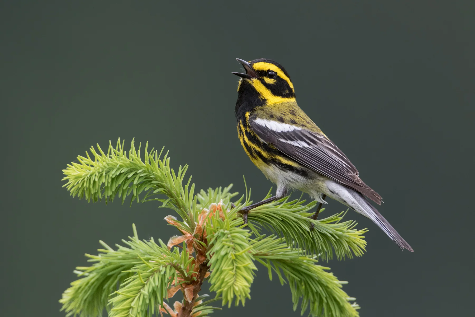 JESS FINDLAY PHOTOGRAPHY — Become a Better Wildlife Photographer ...