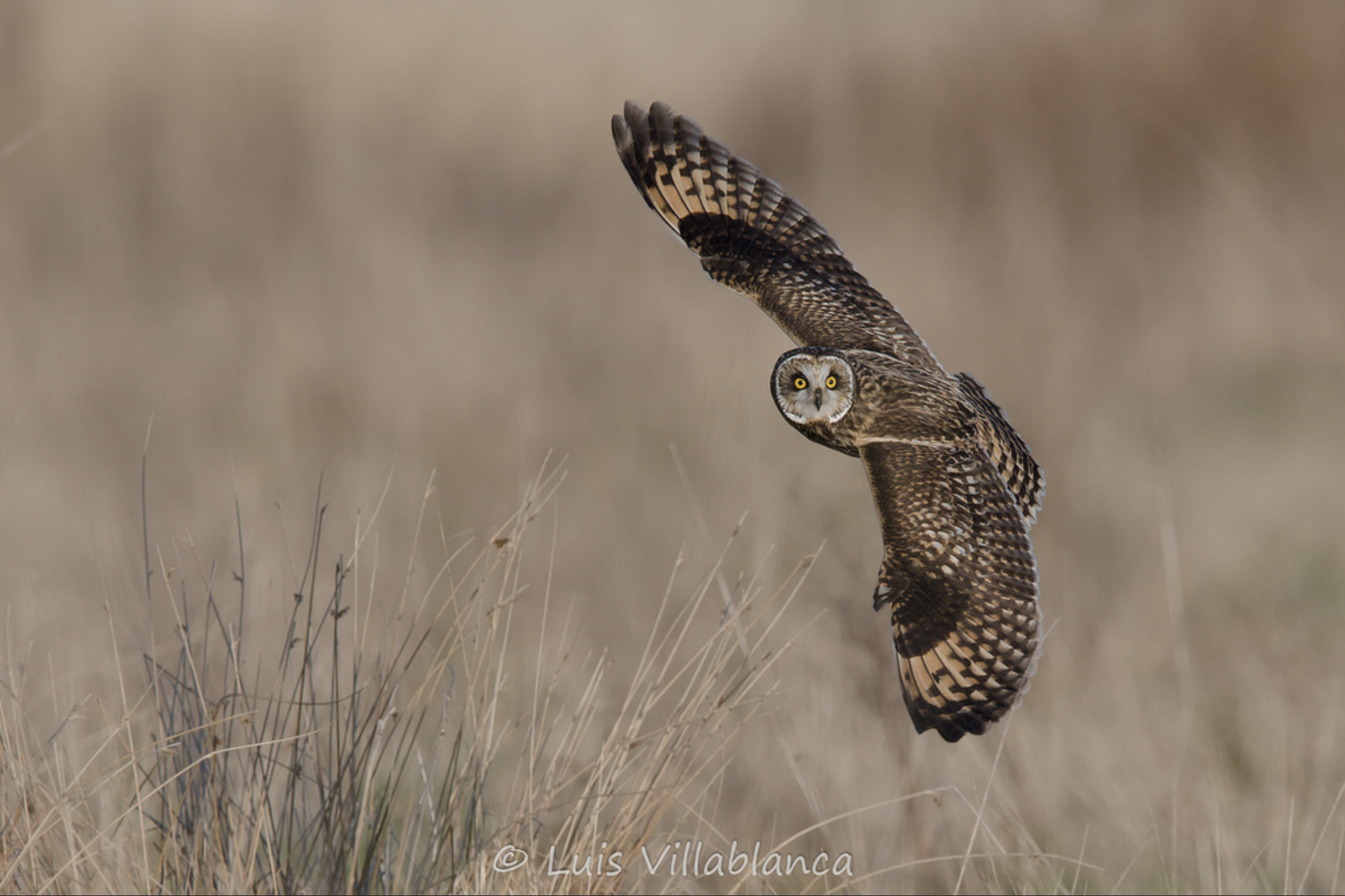 JESS FINDLAY PHOTOGRAPHY — Winter Birds of Vancouver Workshop