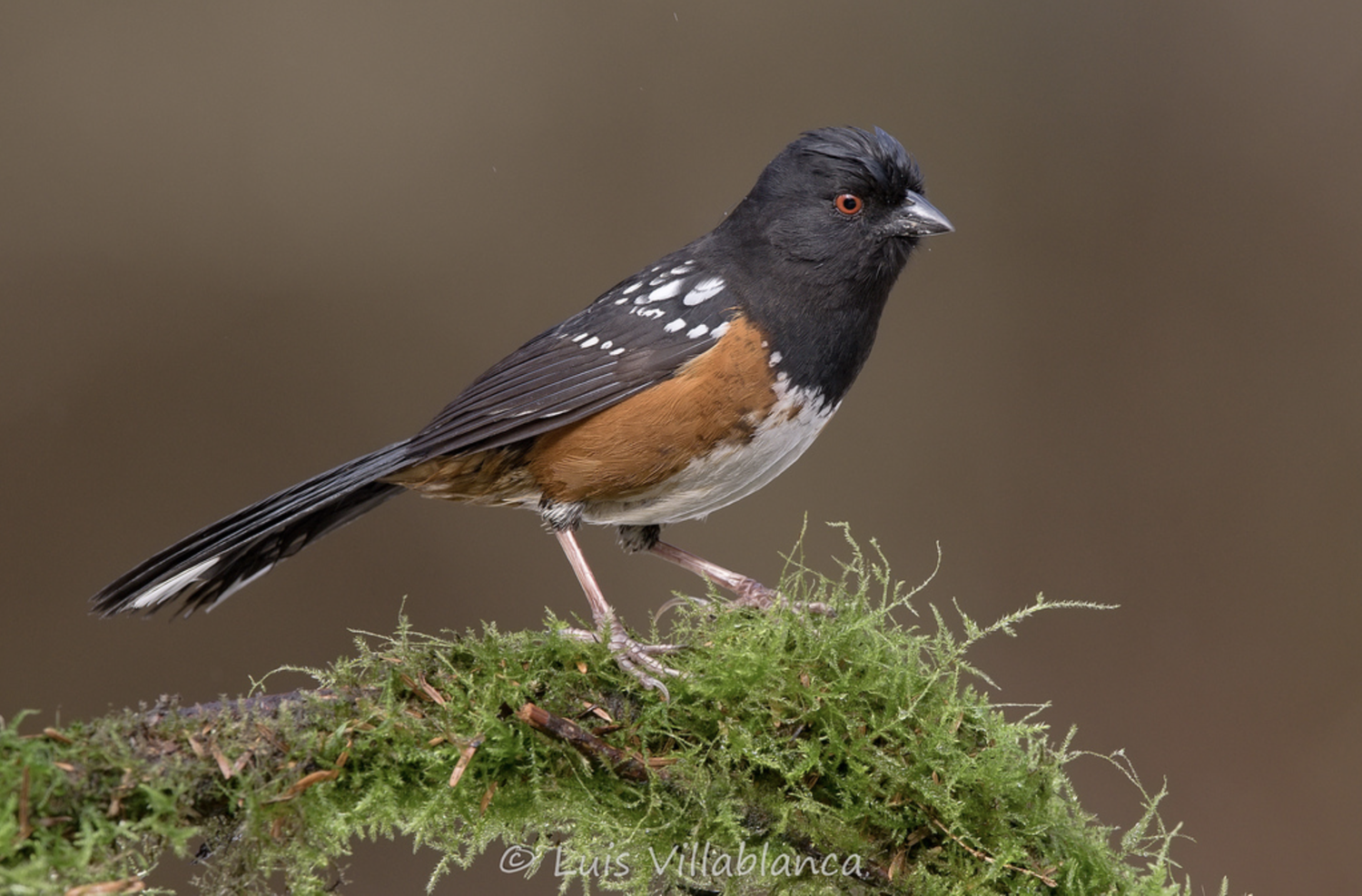 JESS FINDLAY PHOTOGRAPHY — Winter Birds of Vancouver Workshop