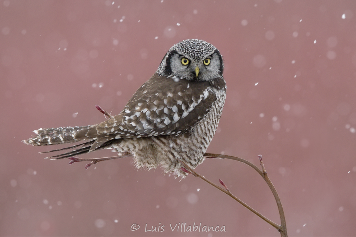 JESS FINDLAY PHOTOGRAPHY — Winter Birds of Vancouver Workshop