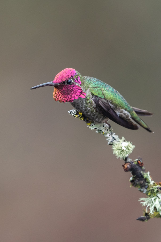JESS FINDLAY PHOTOGRAPHY — Winter Birds of Vancouver Workshop