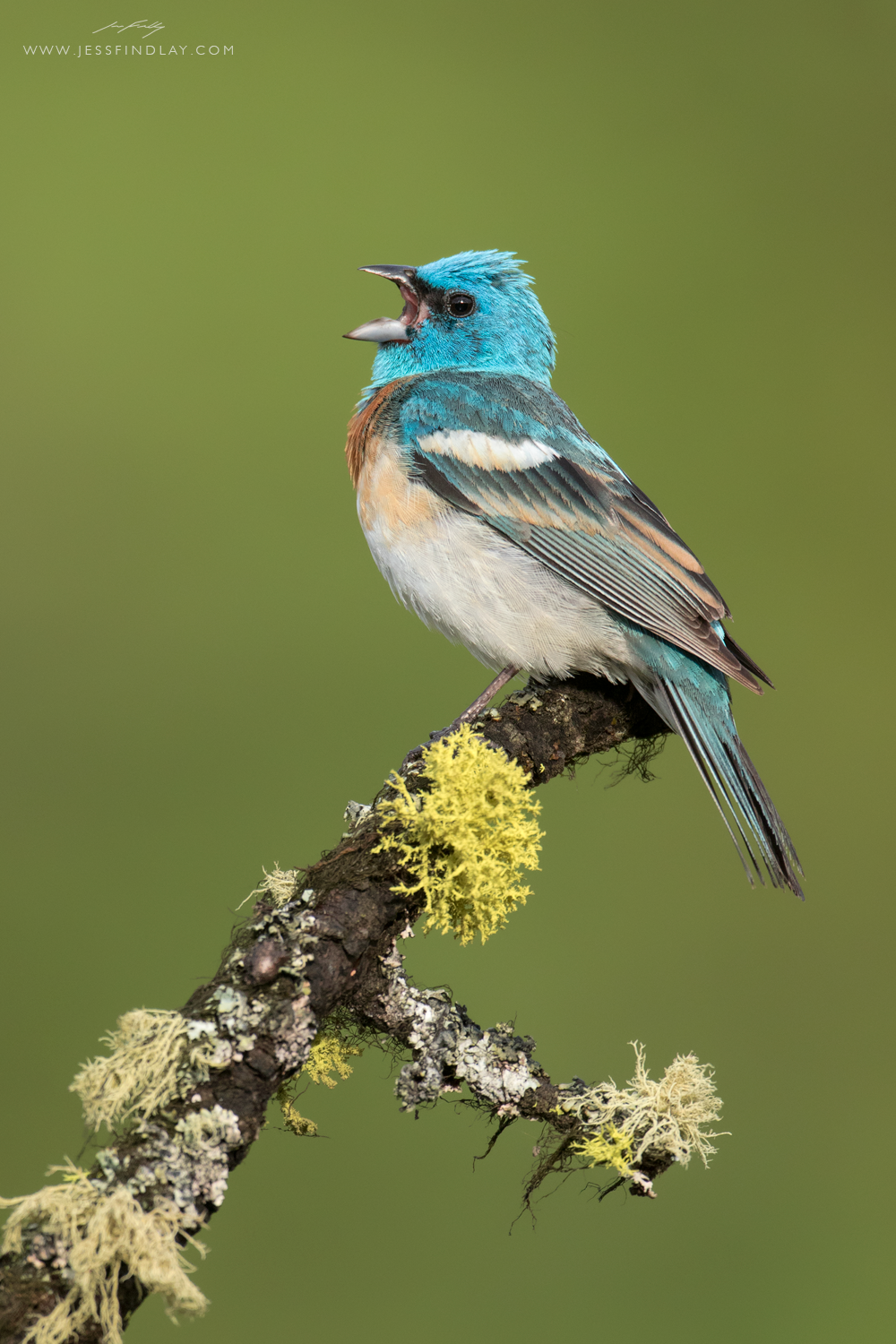 JESS FINDLAY PHOTOGRAPHY — 7 Songbird Photography Tips