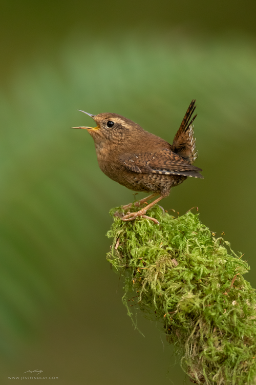 JESS FINDLAY PHOTOGRAPHY — 7 Songbird Photography Tips