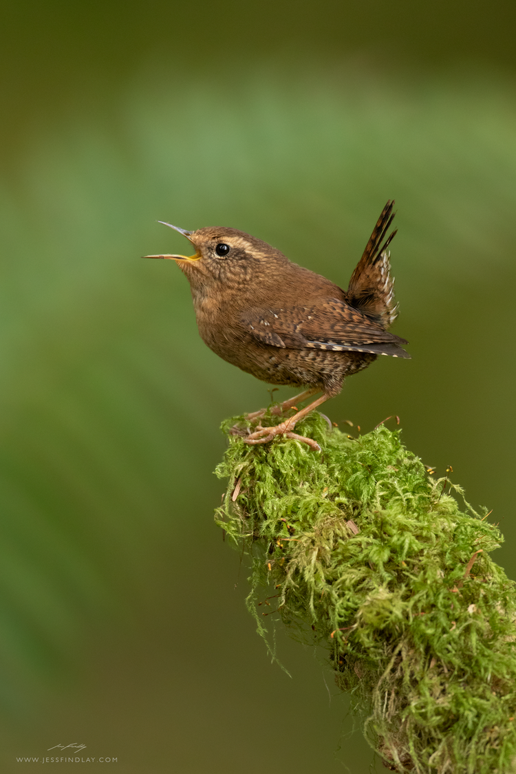JESS FINDLAY PHOTOGRAPHY — 7 Songbird Photography Tips