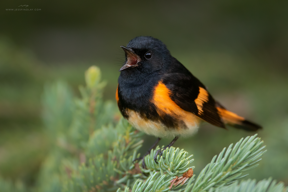JESS FINDLAY PHOTOGRAPHY — 7 Songbird Photography Tips