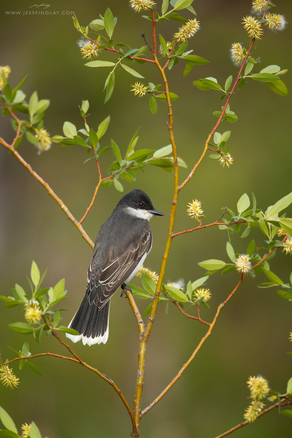 JESS FINDLAY PHOTOGRAPHY — 7 Songbird Photography Tips
