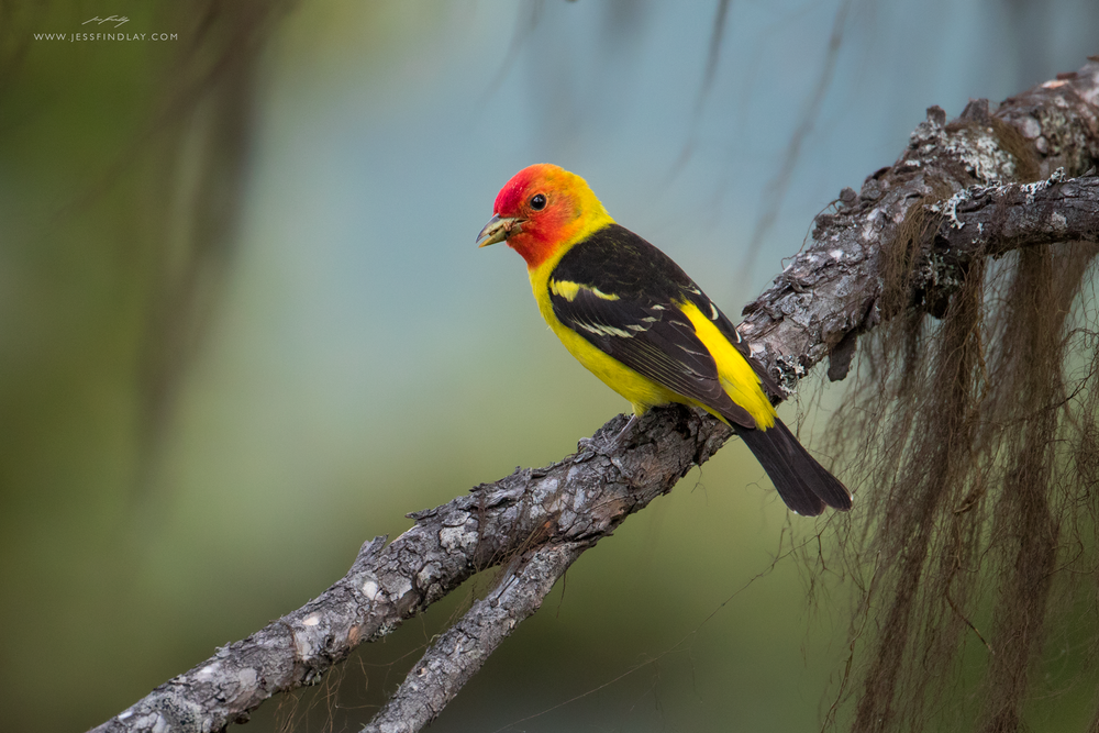 JESS FINDLAY PHOTOGRAPHY — 7 Songbird Photography Tips