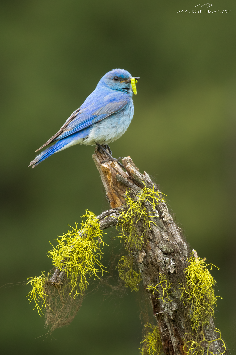 JESS FINDLAY PHOTOGRAPHY — 7 Songbird Photography Tips