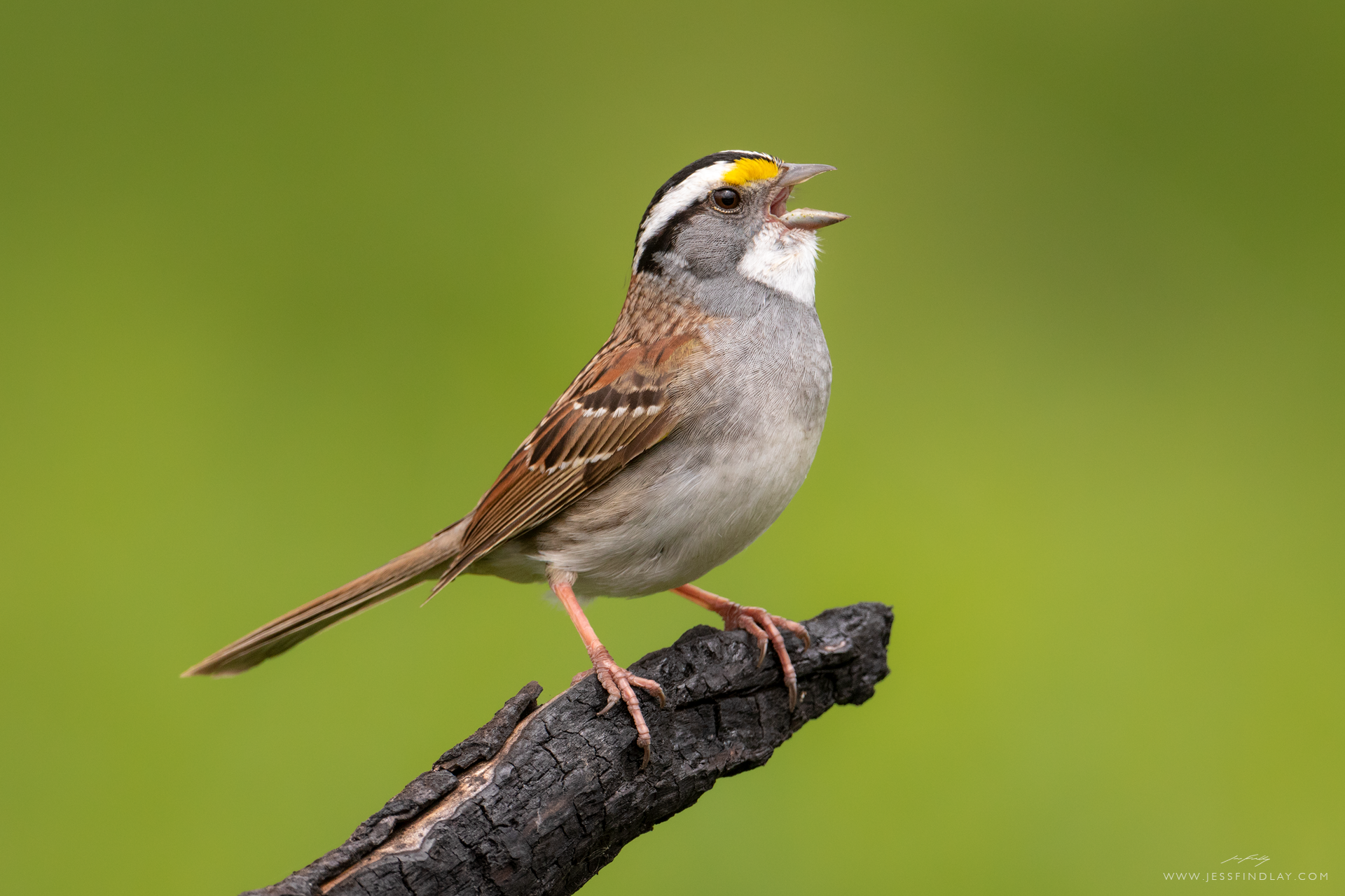 JESS FINDLAY PHOTOGRAPHY — 7 Songbird Photography Tips