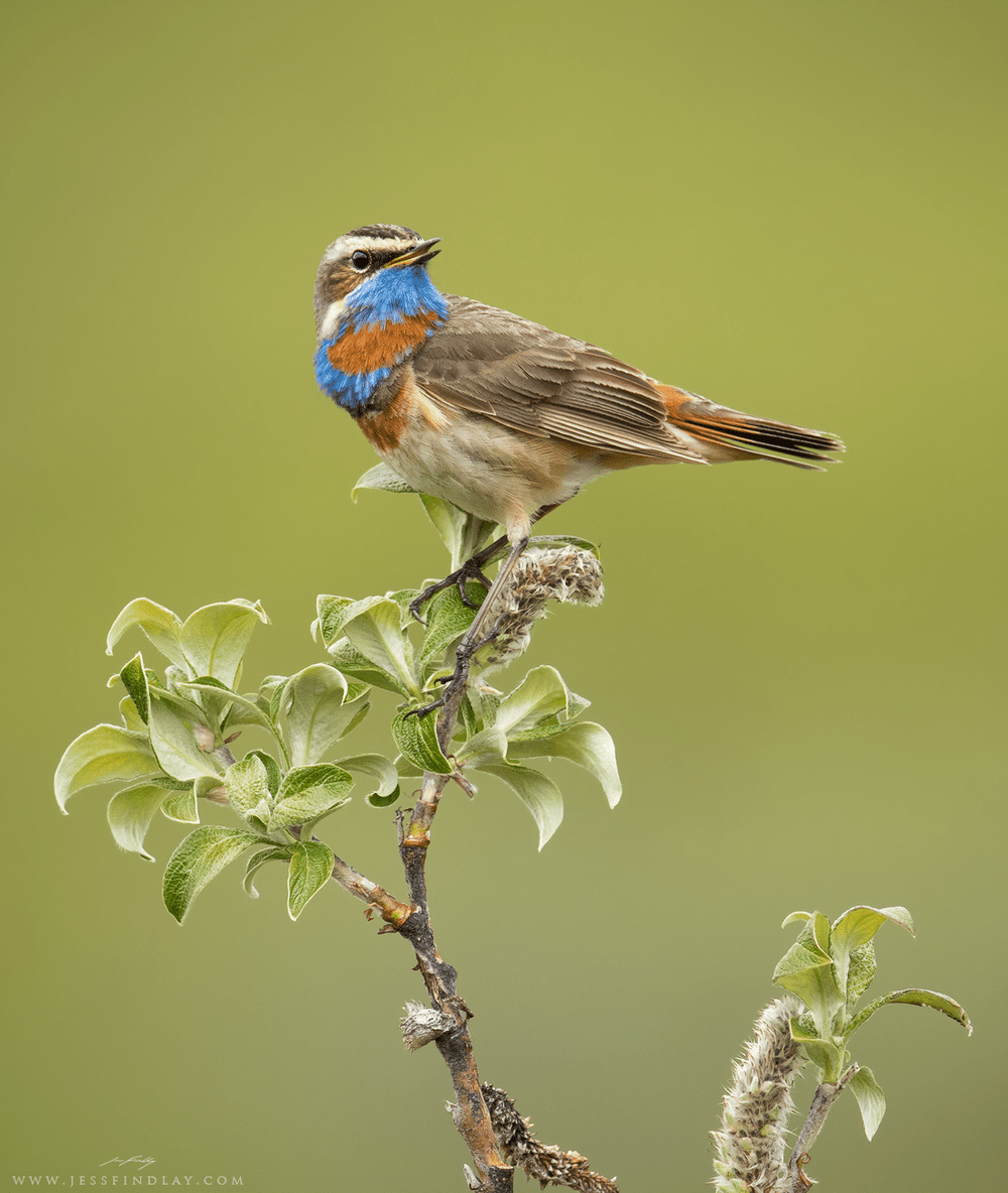 JESS FINDLAY PHOTOGRAPHY — 7 Songbird Photography Tips