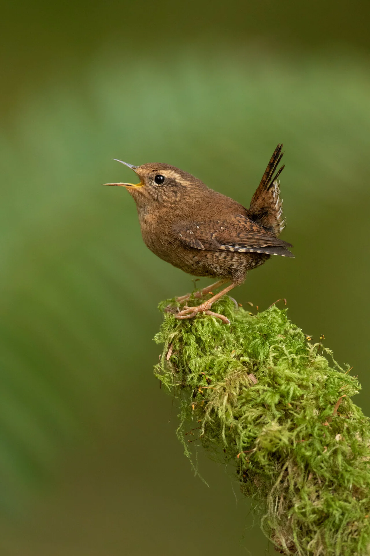 Temperate Rainforest Birds