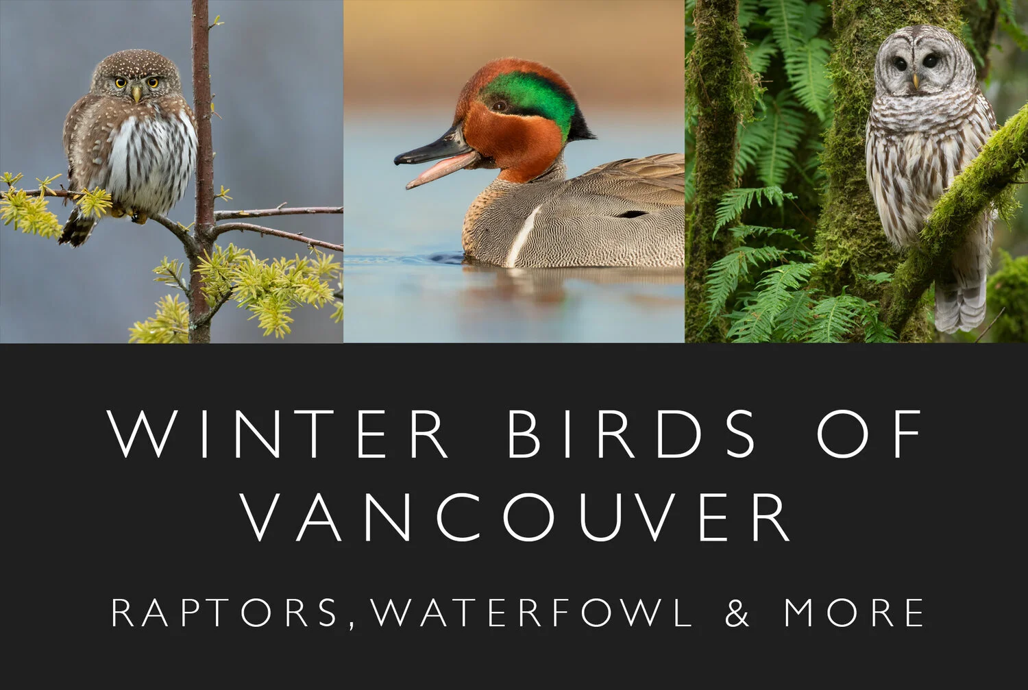 JESS FINDLAY PHOTOGRAPHY — Winter Birds of Vancouver Workshop