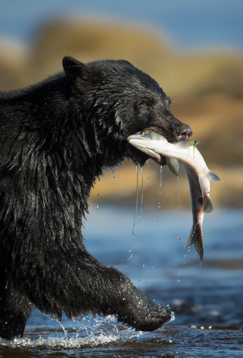 Black Bears Eating Fish