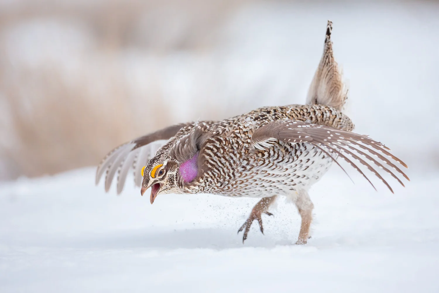 JESS FINDLAY PHOTOGRAPHY — Top Images of 2020