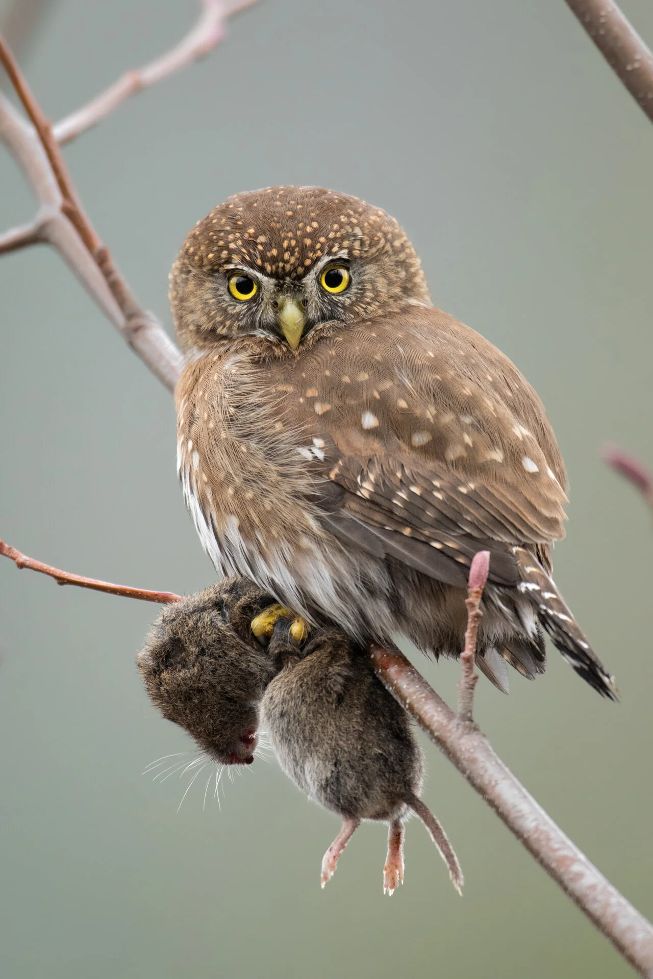 JESS FINDLAY PHOTOGRAPHY — Winter Birds of Vancouver Workshop