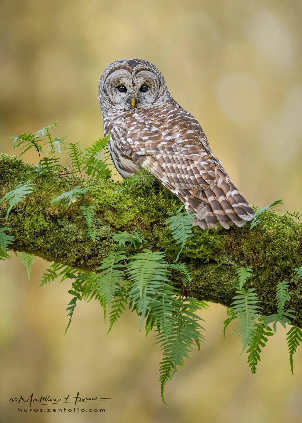 JESS FINDLAY PHOTOGRAPHY — Winter Birds of Vancouver Workshop