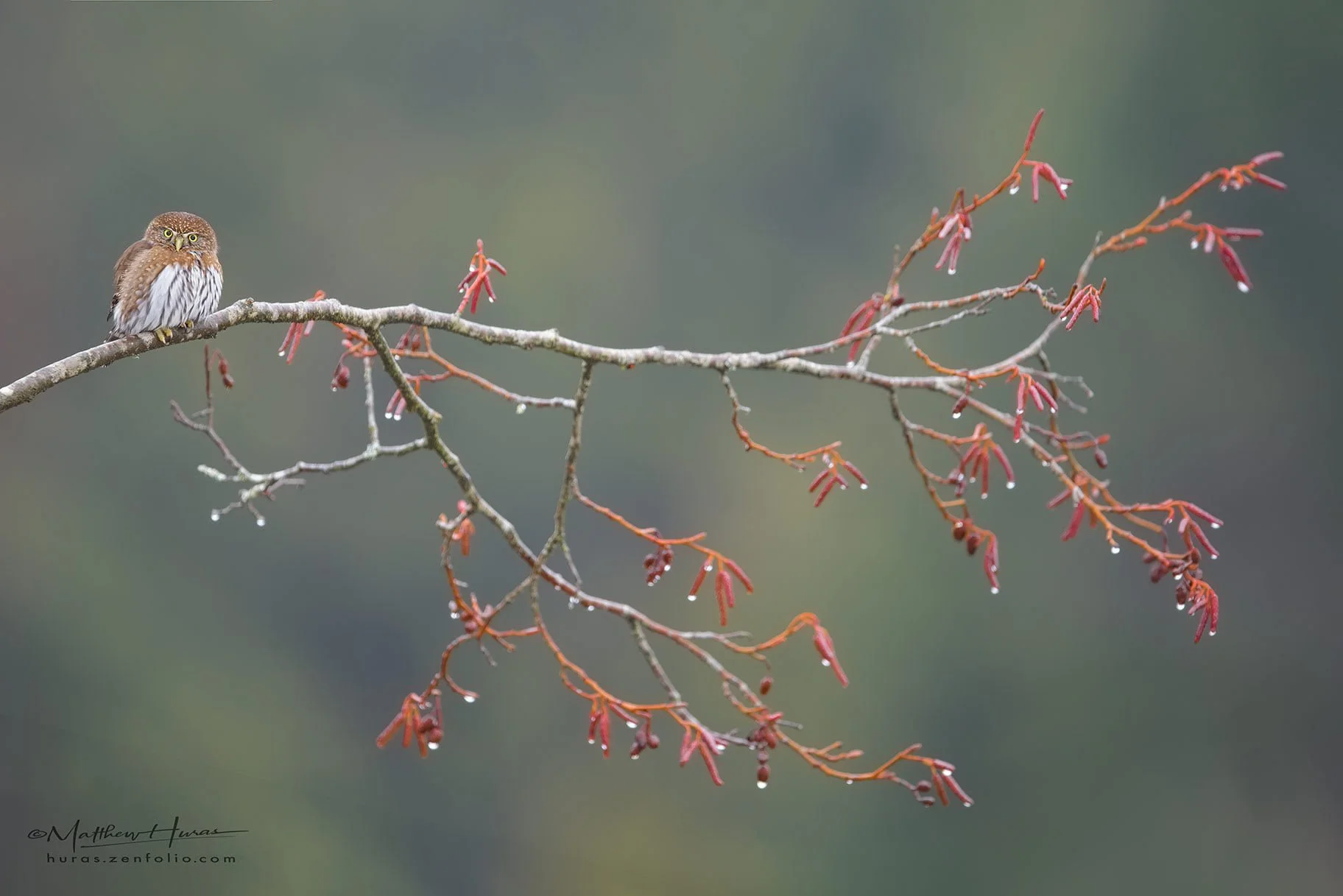 JESS FINDLAY PHOTOGRAPHY — Winter Birds of Vancouver Workshop