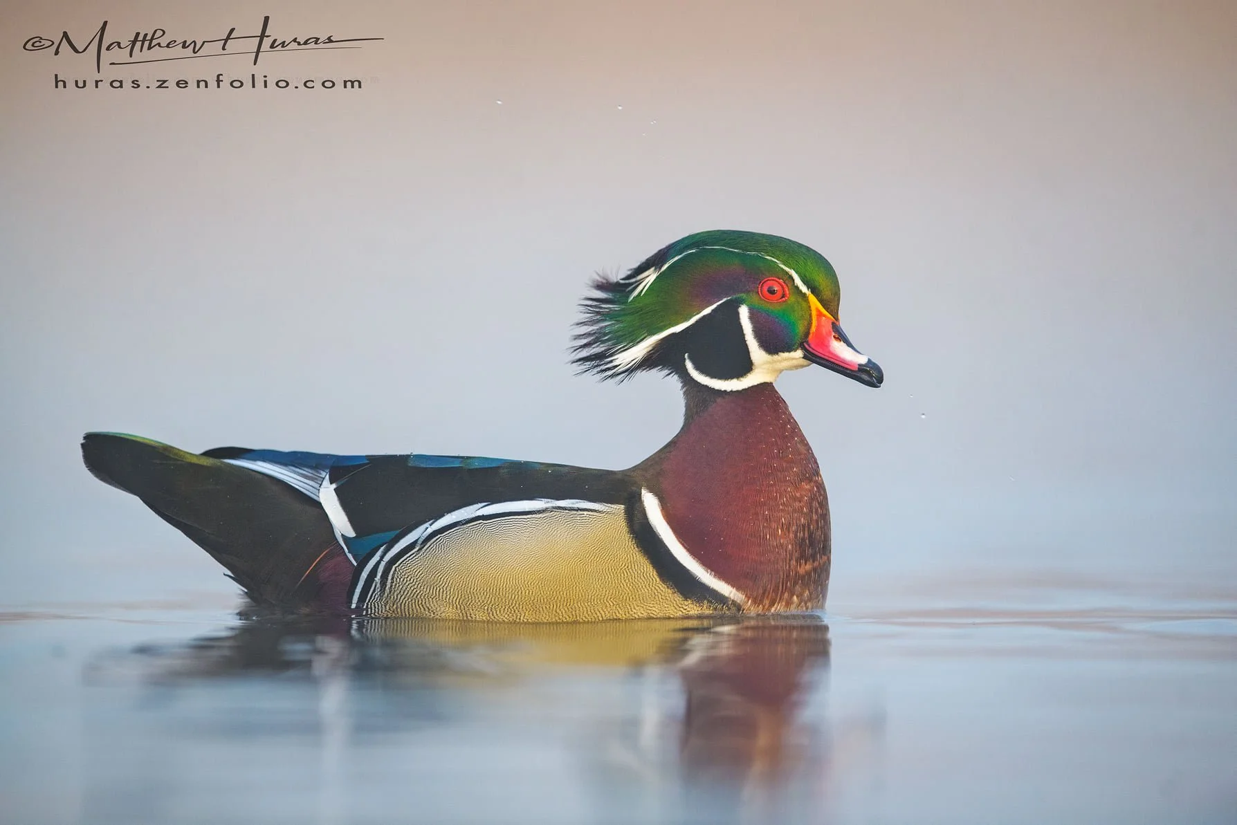 JESS FINDLAY PHOTOGRAPHY — Winter Birds of Vancouver Workshop