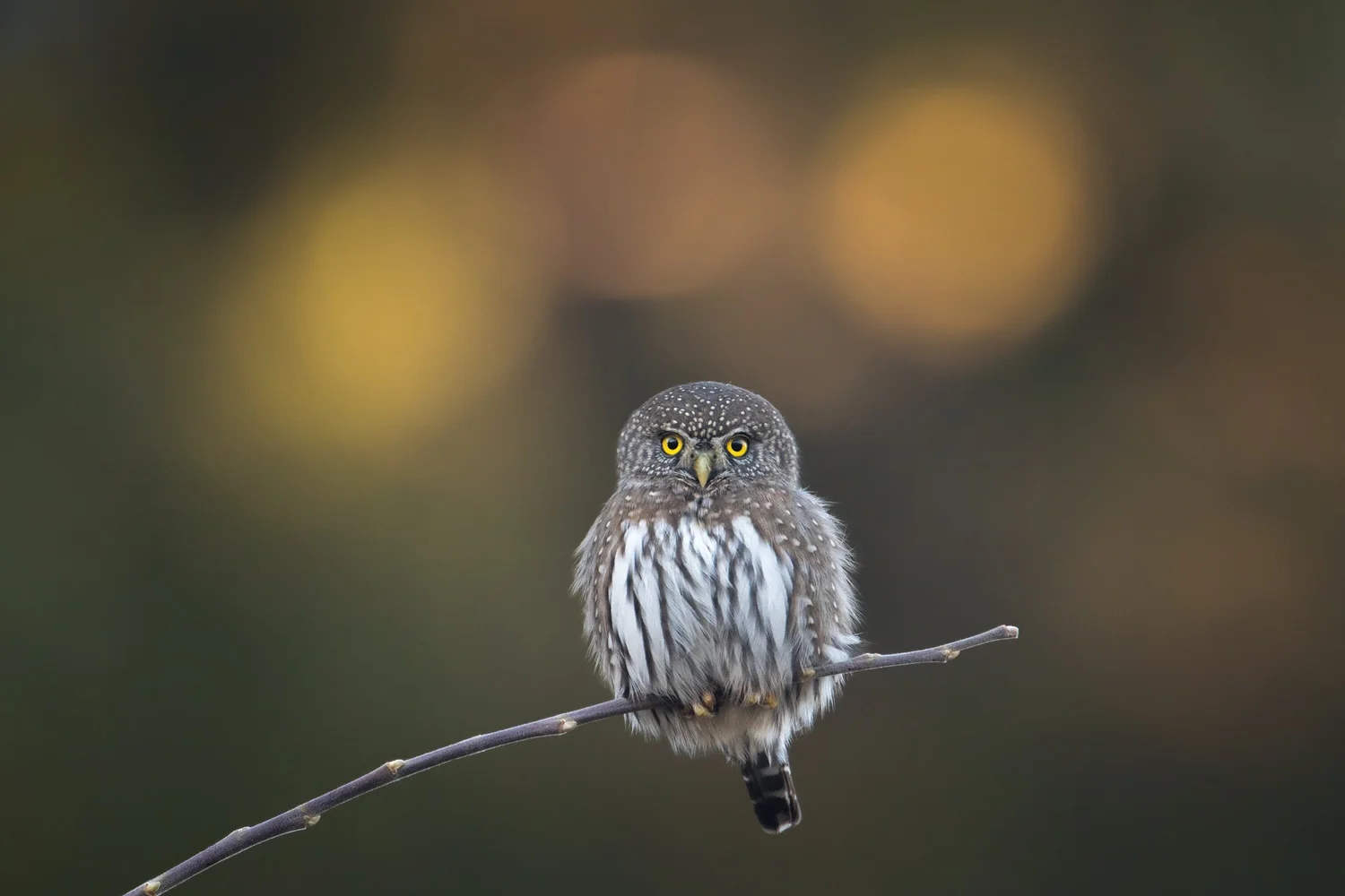 JESS FINDLAY PHOTOGRAPHY — Winter Birds of Vancouver Workshop