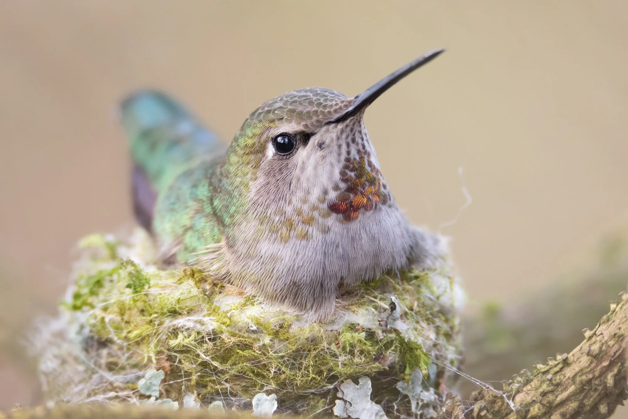 JESS FINDLAY PHOTOGRAPHY — Winter Birds of Vancouver Workshop