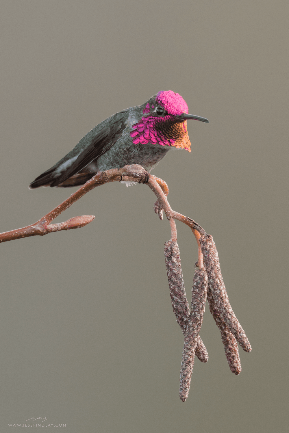 JESS FINDLAY PHOTOGRAPHY — Winter Birds of Vancouver Workshop