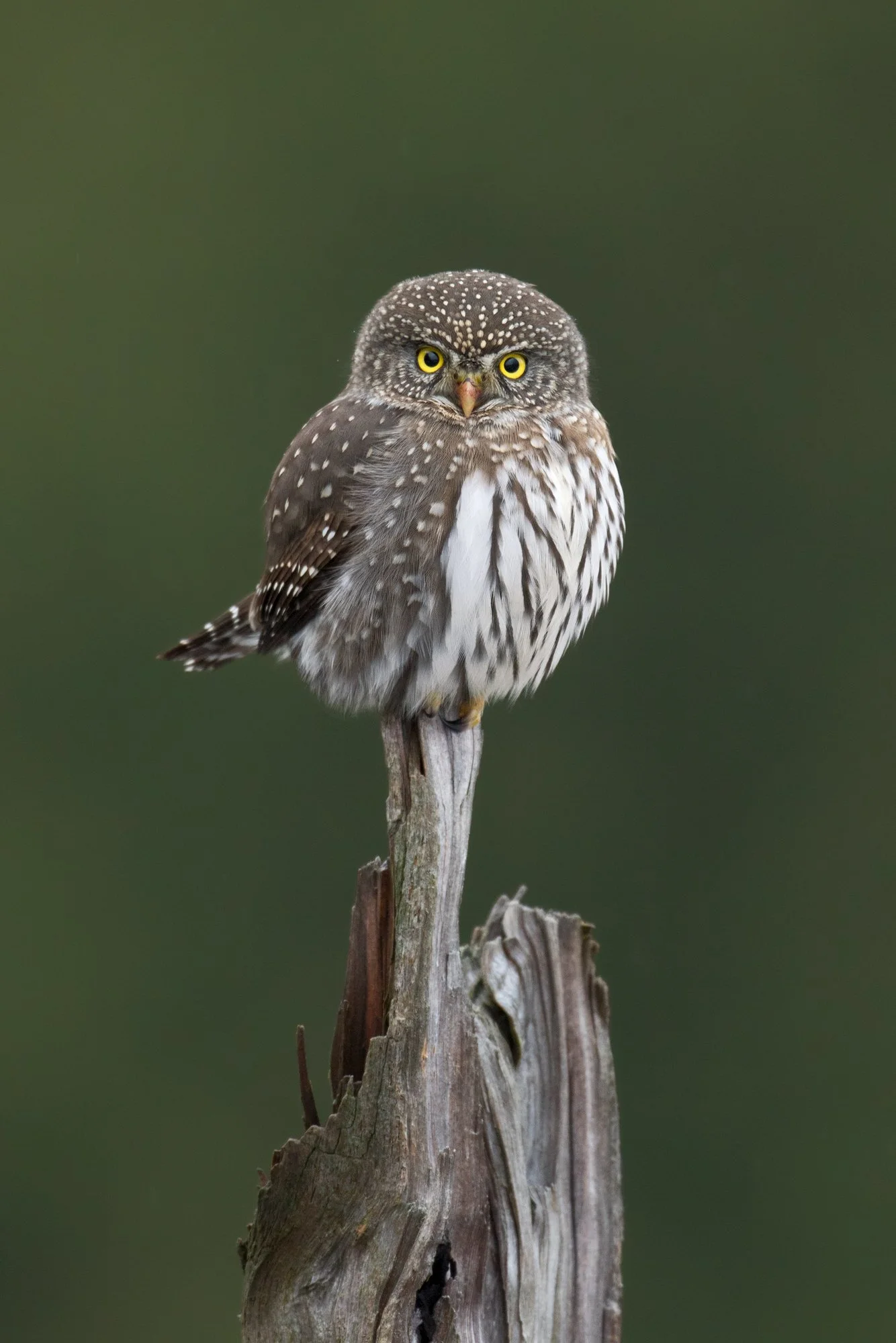 JESS FINDLAY PHOTOGRAPHY — Winter Birds of Vancouver Workshop