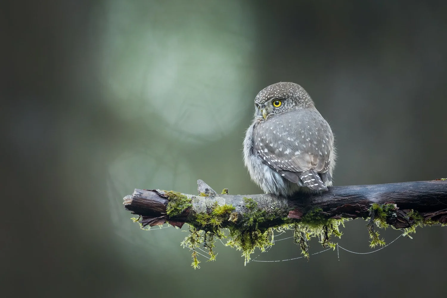 JESS FINDLAY PHOTOGRAPHY — Winter Birds of Vancouver Workshop