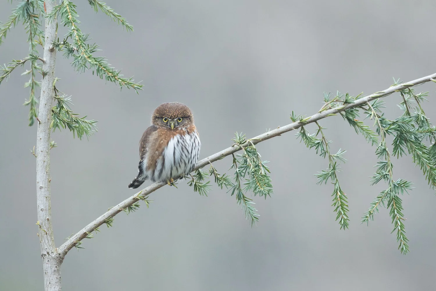 JESS FINDLAY PHOTOGRAPHY — Winter Birds of Vancouver Workshop