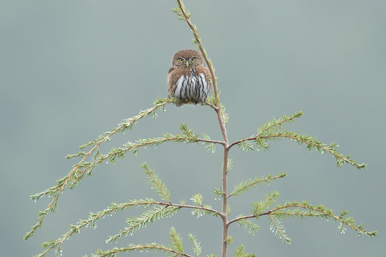 JESS FINDLAY PHOTOGRAPHY — Winter Birds of Vancouver Workshop