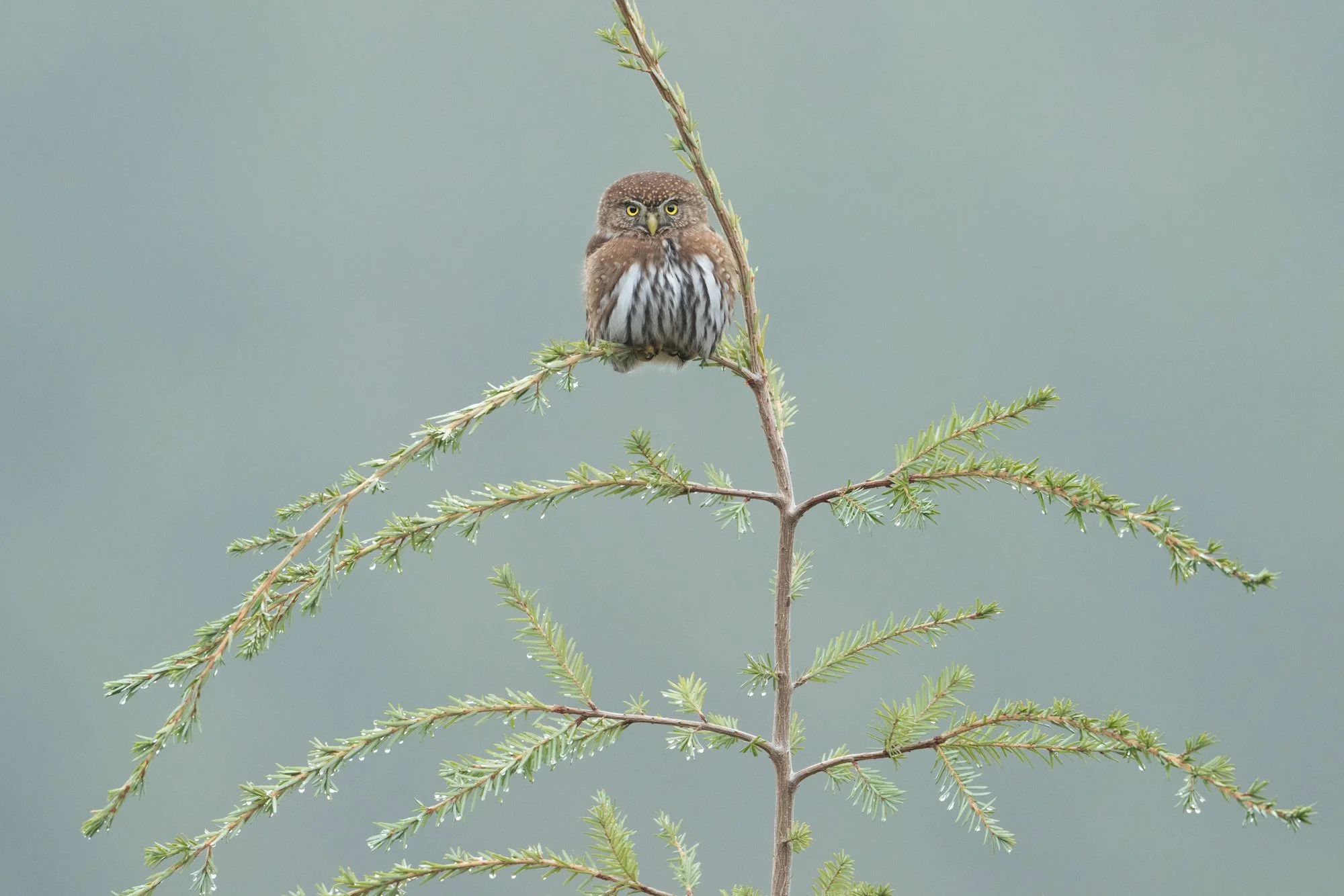JESS FINDLAY PHOTOGRAPHY — Winter Birds of Vancouver Workshop