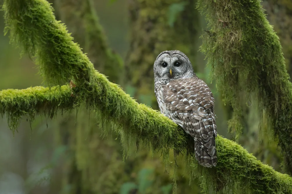 JESS FINDLAY PHOTOGRAPHY — Winter Birds of Vancouver Workshop