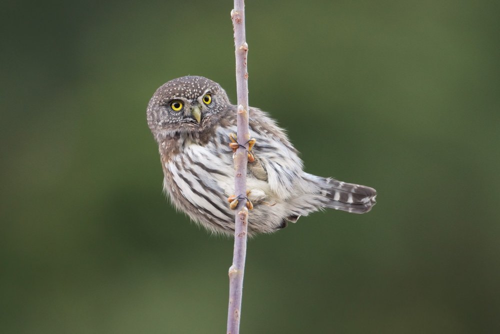 JESS FINDLAY PHOTOGRAPHY — Winter Birds of Vancouver Workshop