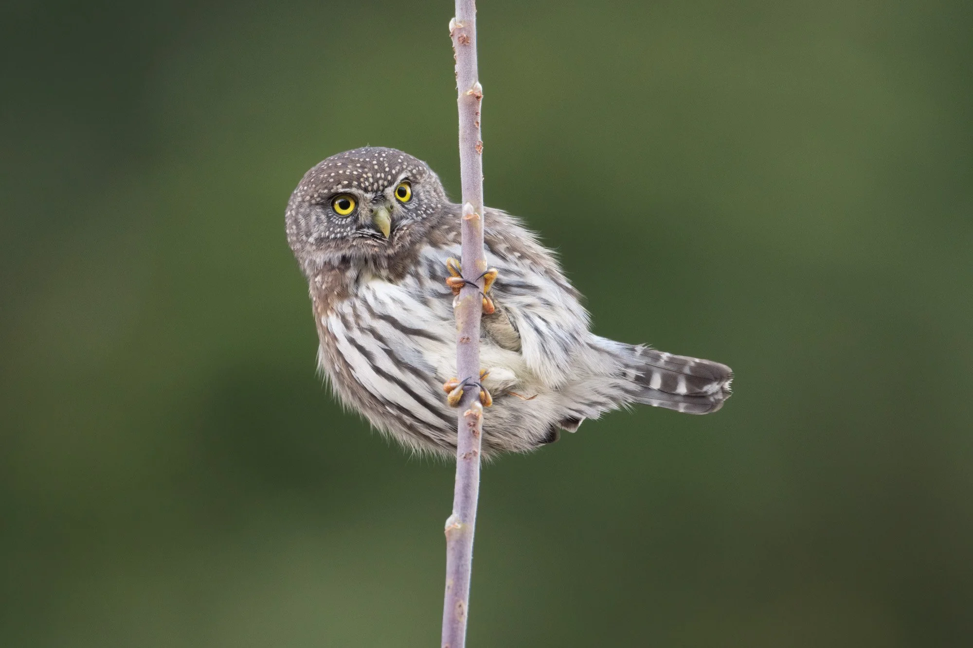 JESS FINDLAY PHOTOGRAPHY — Winter Birds of Vancouver Workshop