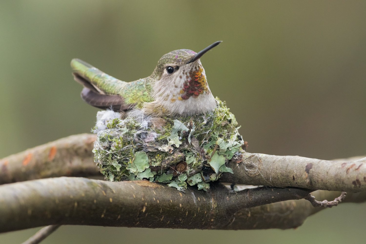JESS FINDLAY PHOTOGRAPHY — Best of Birds