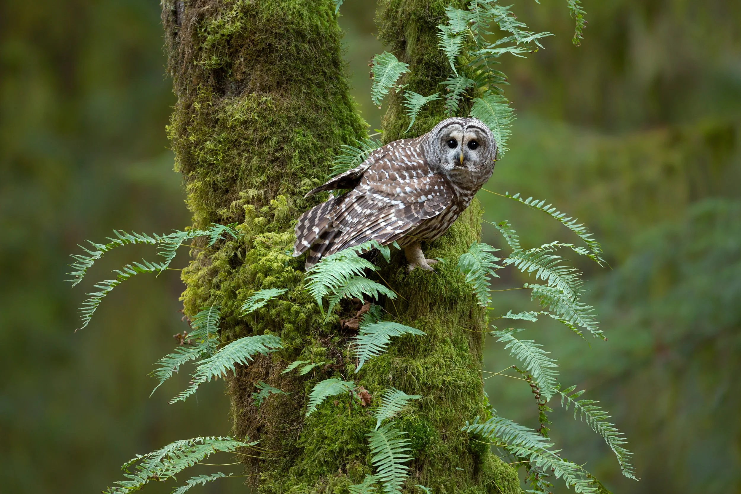JESS FINDLAY PHOTOGRAPHY — Winter Birds of Vancouver Workshop