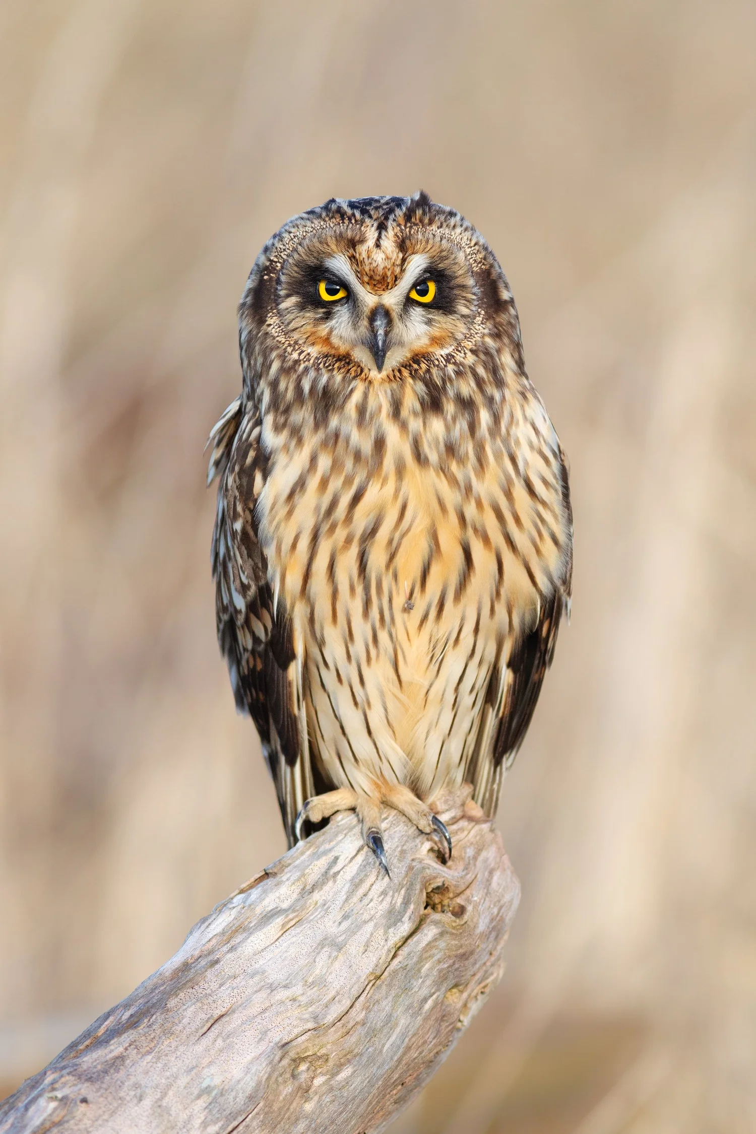 JESS FINDLAY PHOTOGRAPHY — Winter Birds of Vancouver Workshop