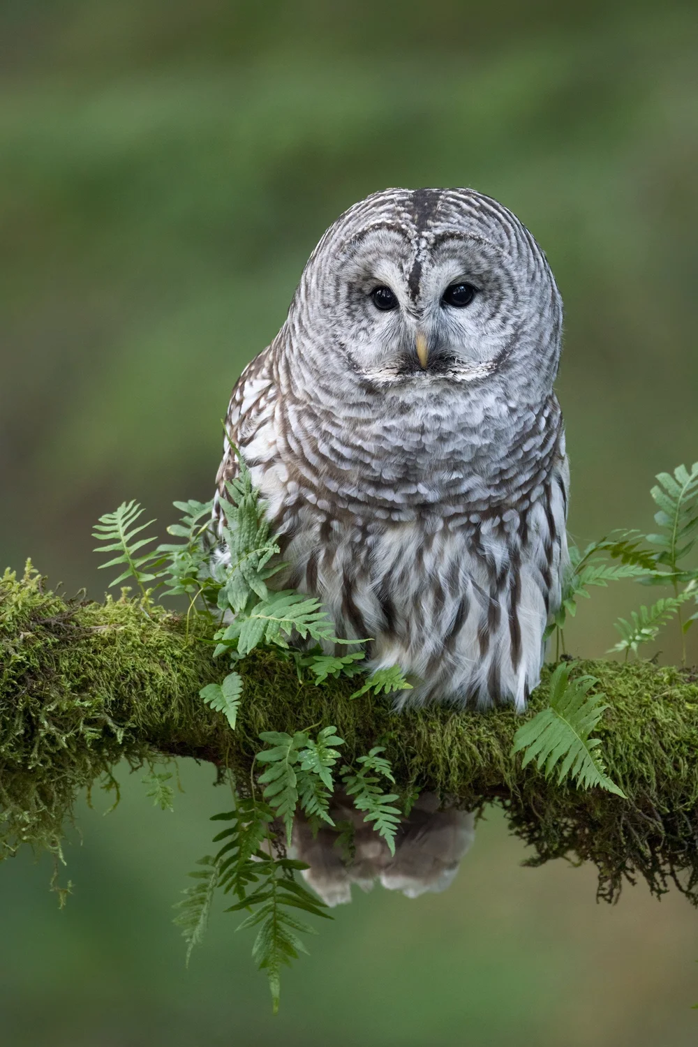 JESS FINDLAY PHOTOGRAPHY — Winter Birds of Vancouver Workshop